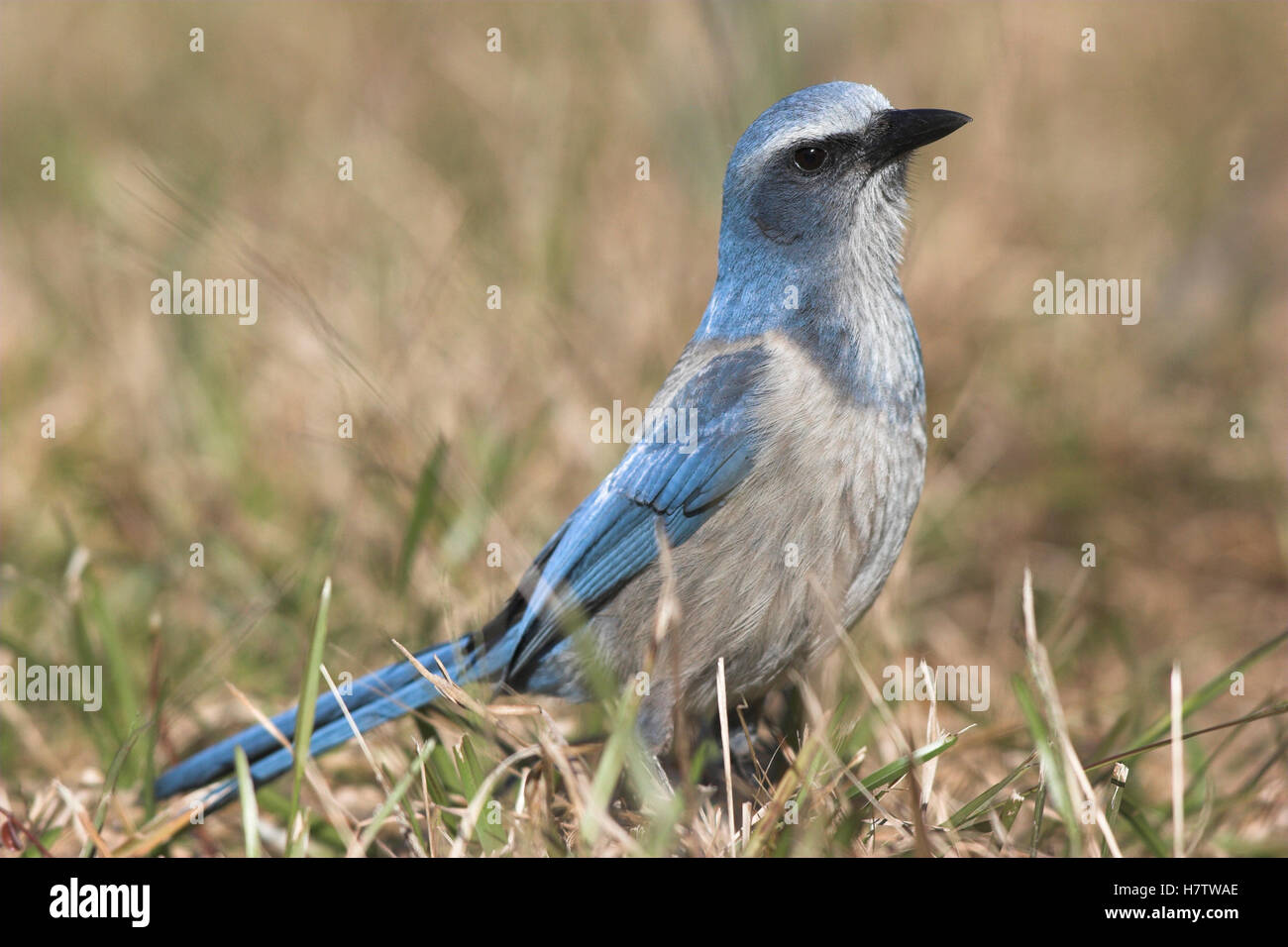 Florida Jay (Aphelocoma coerulescens), Merrit Island National Wildlife ...