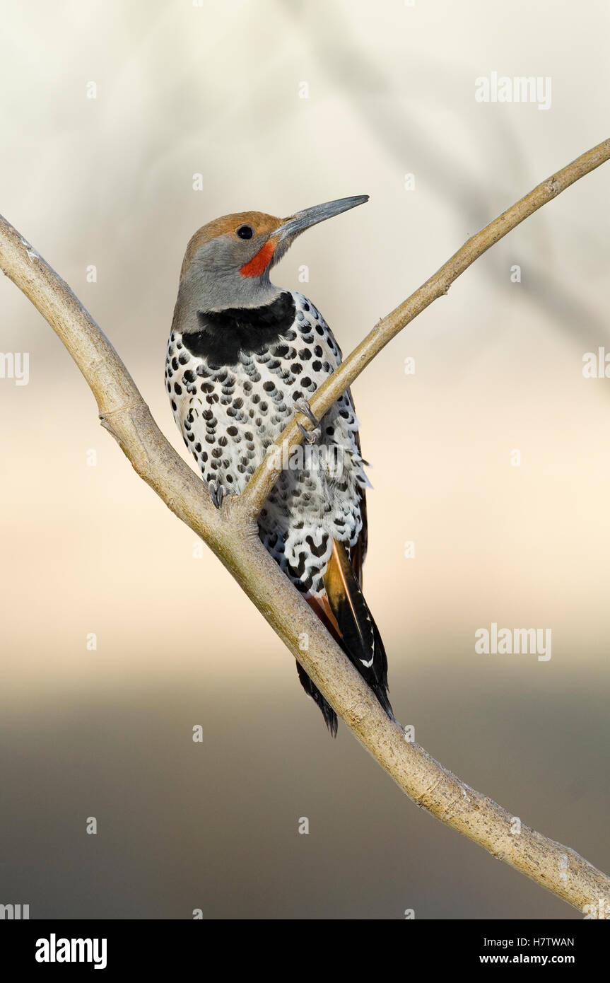 Gilded Flicker (Colaptes chrysoides) male, San Pedro Riparian National Conservation Area ...