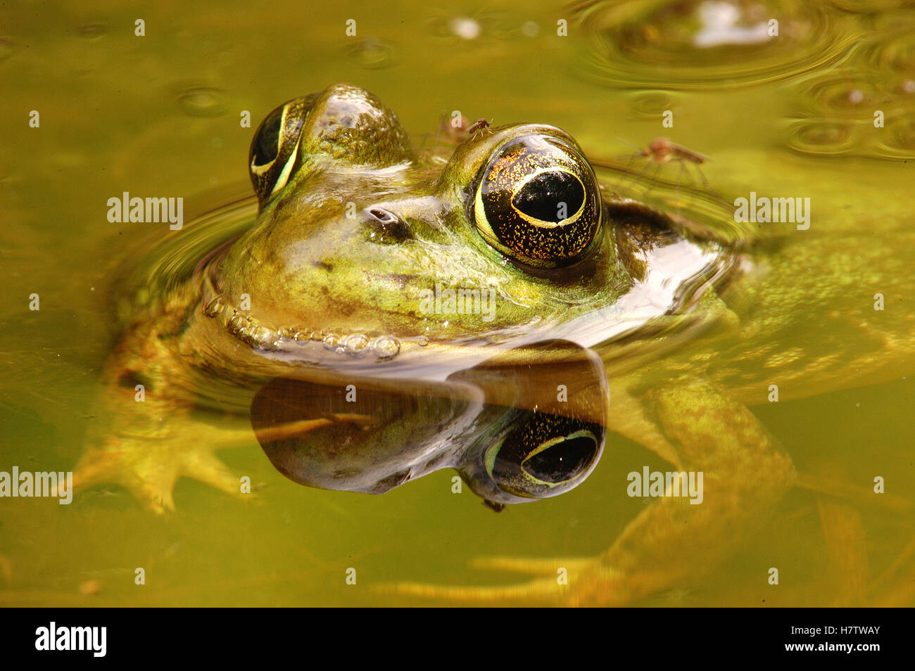 Northern Green Frog (Rana clamitans melanota), West Stony Lake, Nova ...