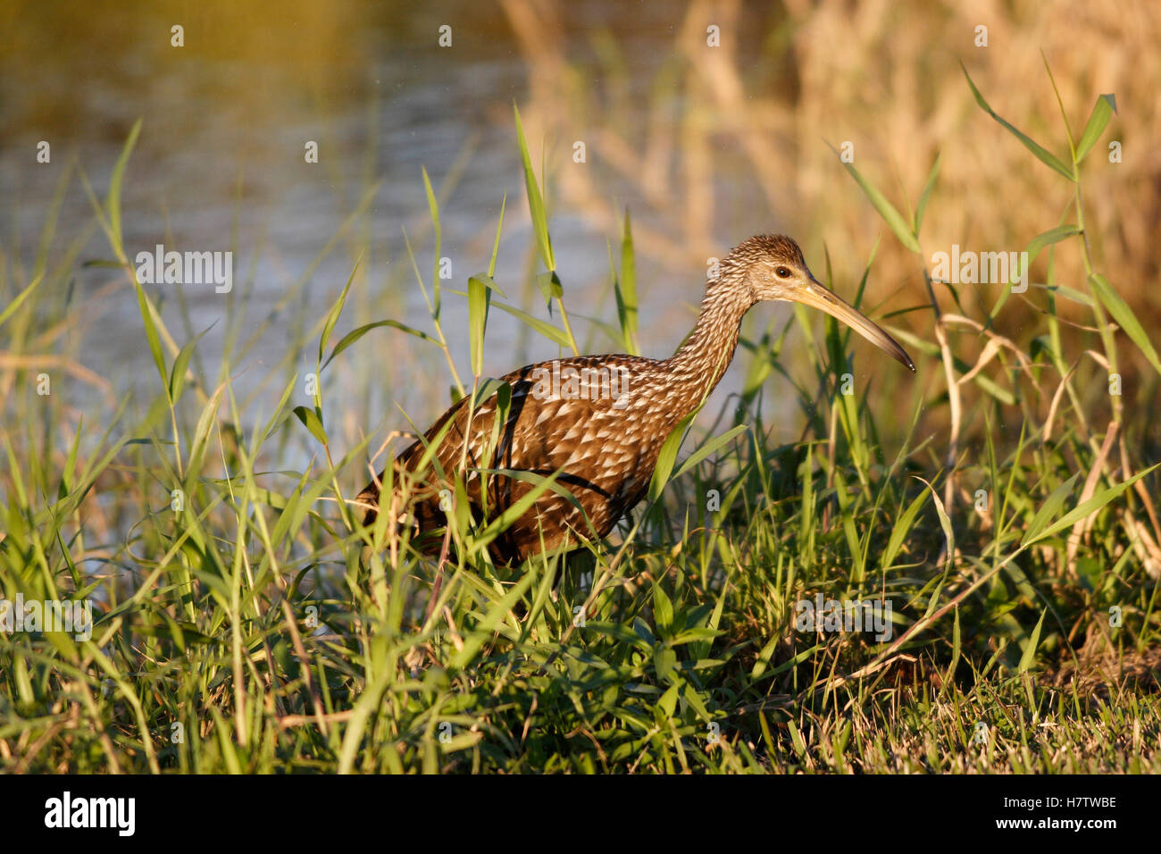 Limpkin (Aramus guarauna) foraging near Lakeland, Florida Stock Photo ...