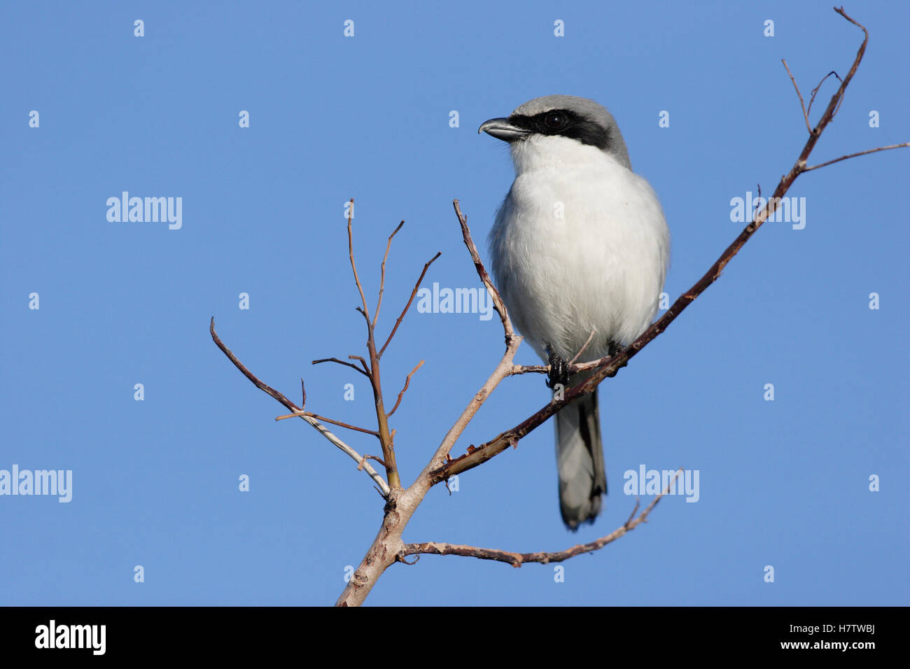 Loggerhead Shrike (Lanius ludovicianus), Fort Desoto Park, Florida ...