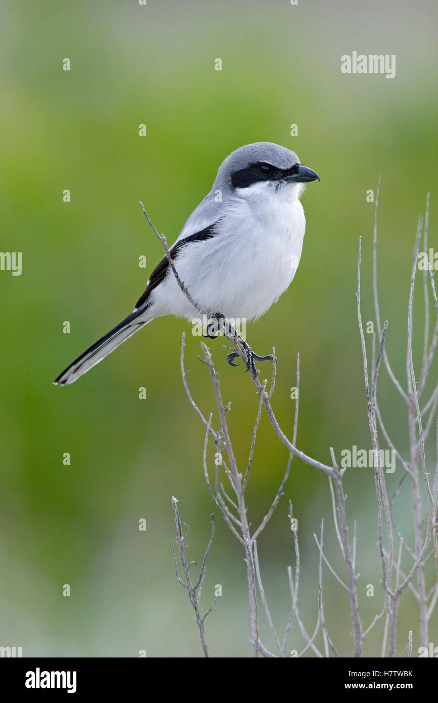 Loggerhead Shrike (Lanius ludovicianus), Fort Desoto Park, Florida ...