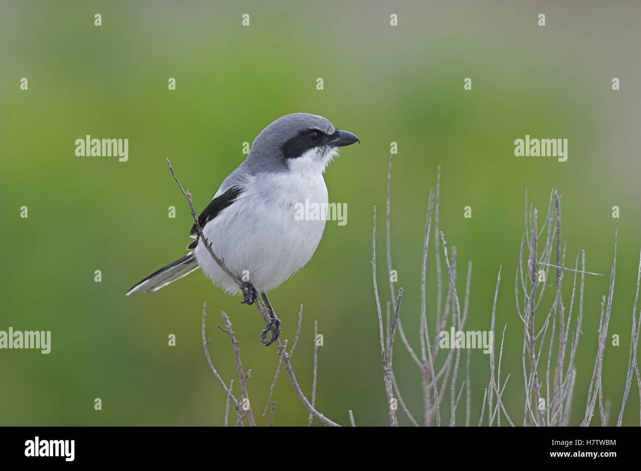 Loggerhead Shrike (Lanius ludovicianus), Fort Desoto Park, Florida ...