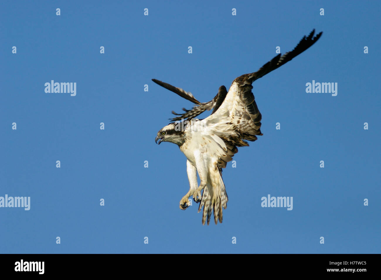 Osprey (Pandion haliaetus) flying, Moschelle, Annapolis Valley, Nova ...
