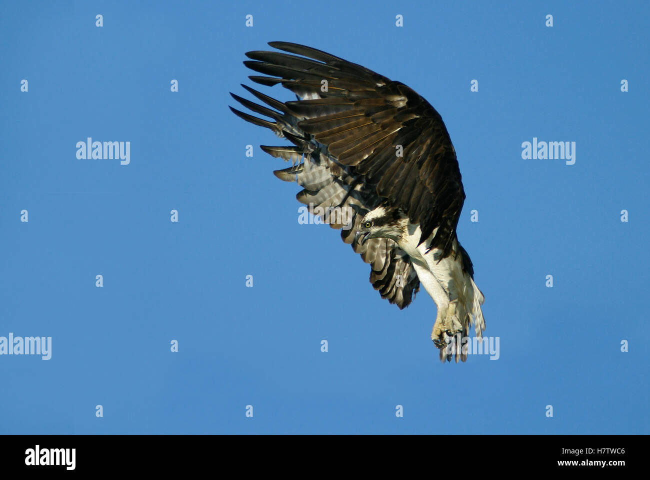 Osprey (Pandion haliaetus) flying, Moschelle, Annapolis Valley, Nova ...