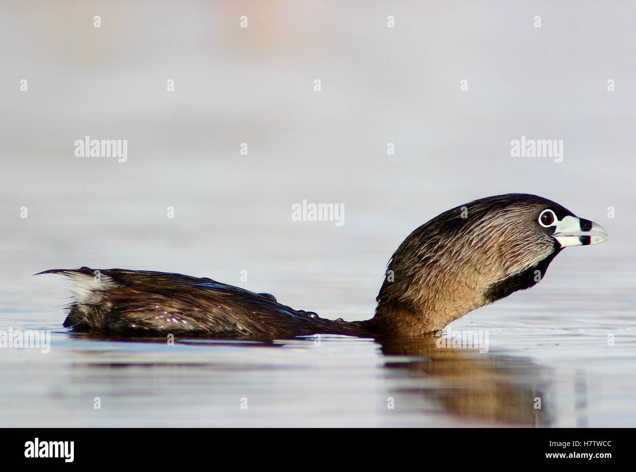 Pied-billed Grebe (Podilymbus podiceps) puffing its neck in a ...