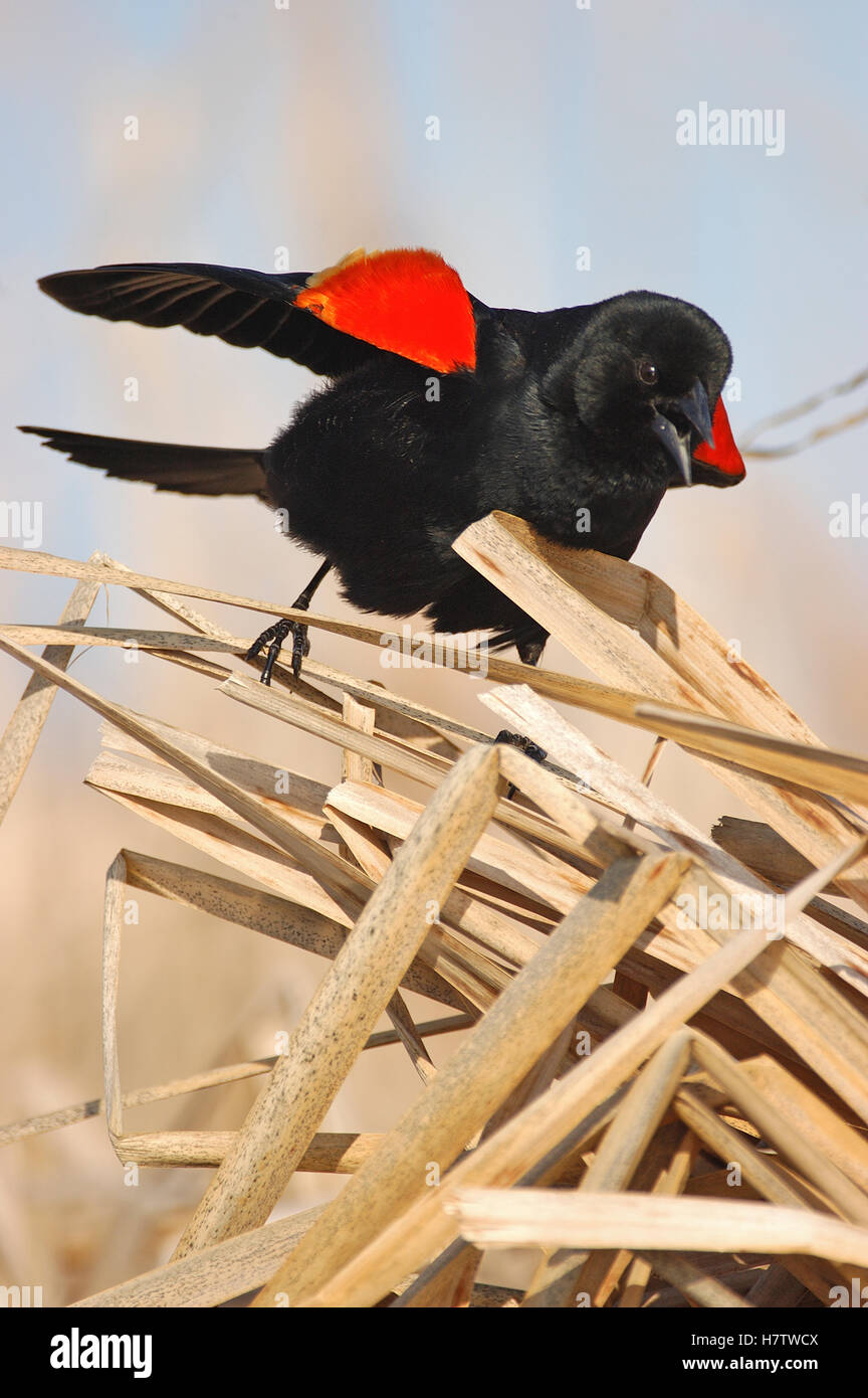 Red-winged Blackbird (Agelaius phoeniceus) male calling, Belleisle ...