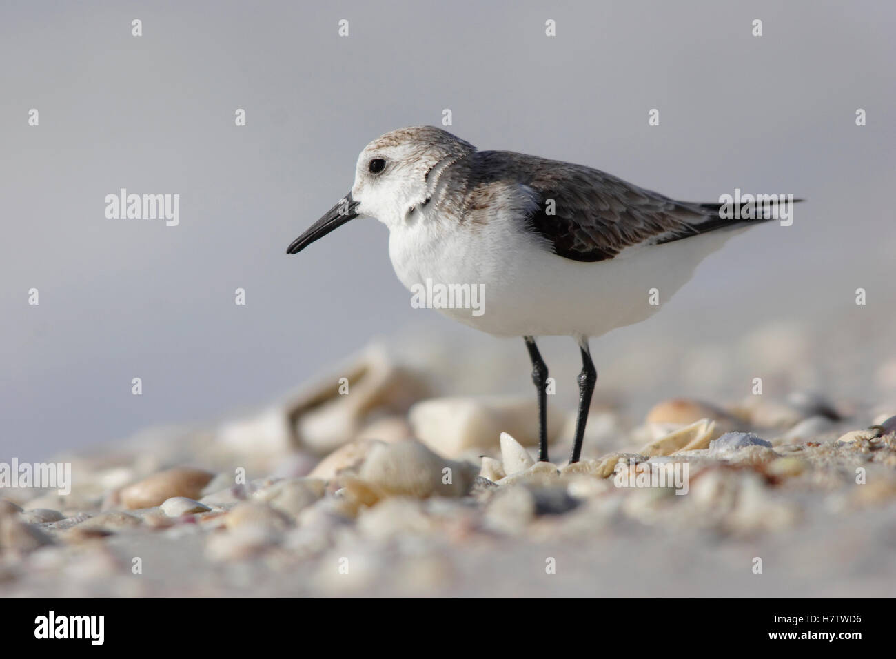 Sanderling (Calidris alba), Sanibel Island, Florida Stock Photo - Alamy