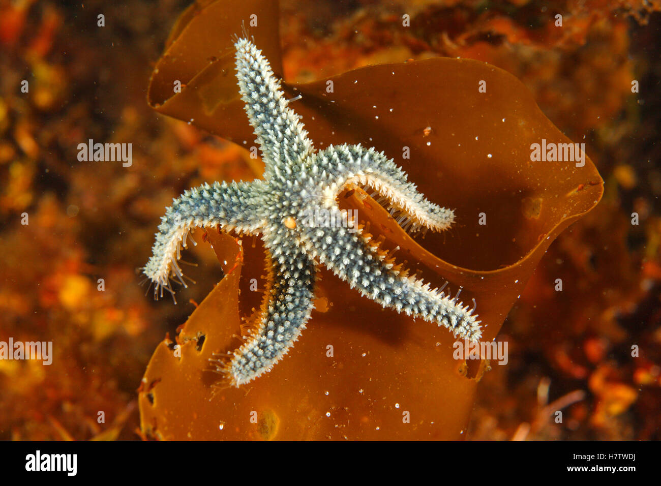 Slender Green Sea Star (Leptasterias littoralis), Tilt Cove ...