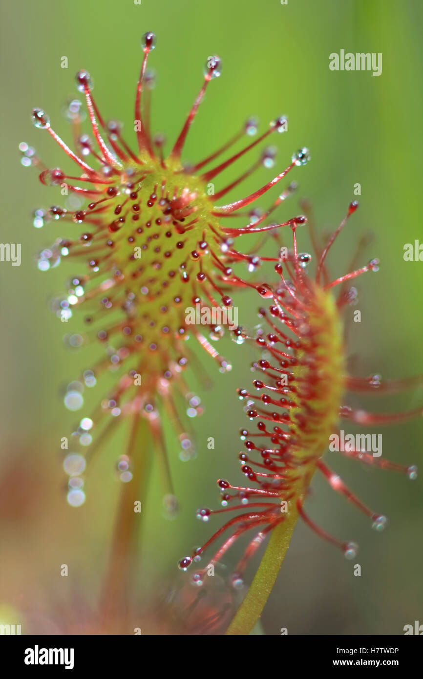 Sundew (Drosera sp) leaf and sticky tentacles, West Stoney Lake, Nova ...