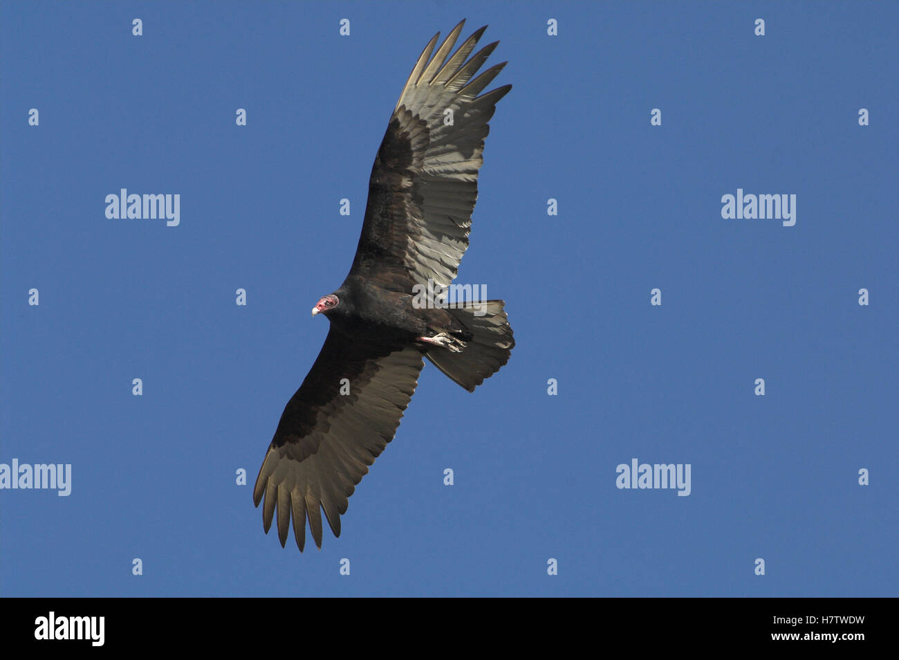 Turkey Vulture (Cathartes aura) flying, Big Bend Ranch State Park ...