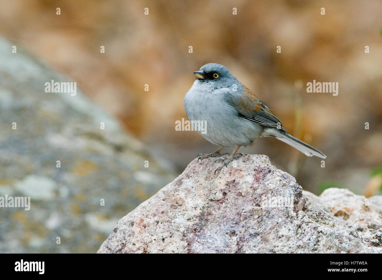 Yellow-eyed Junco (Junco phaeonotus) portrait, Cave Creek Canyon ...