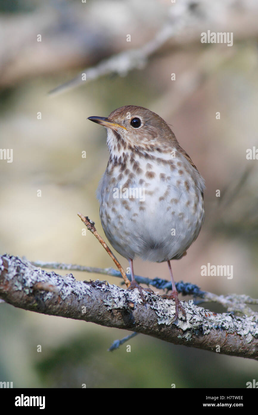 Hermit Thrush (Catharus guttatus), Nova Scotia, Canada Stock Photo - Alamy