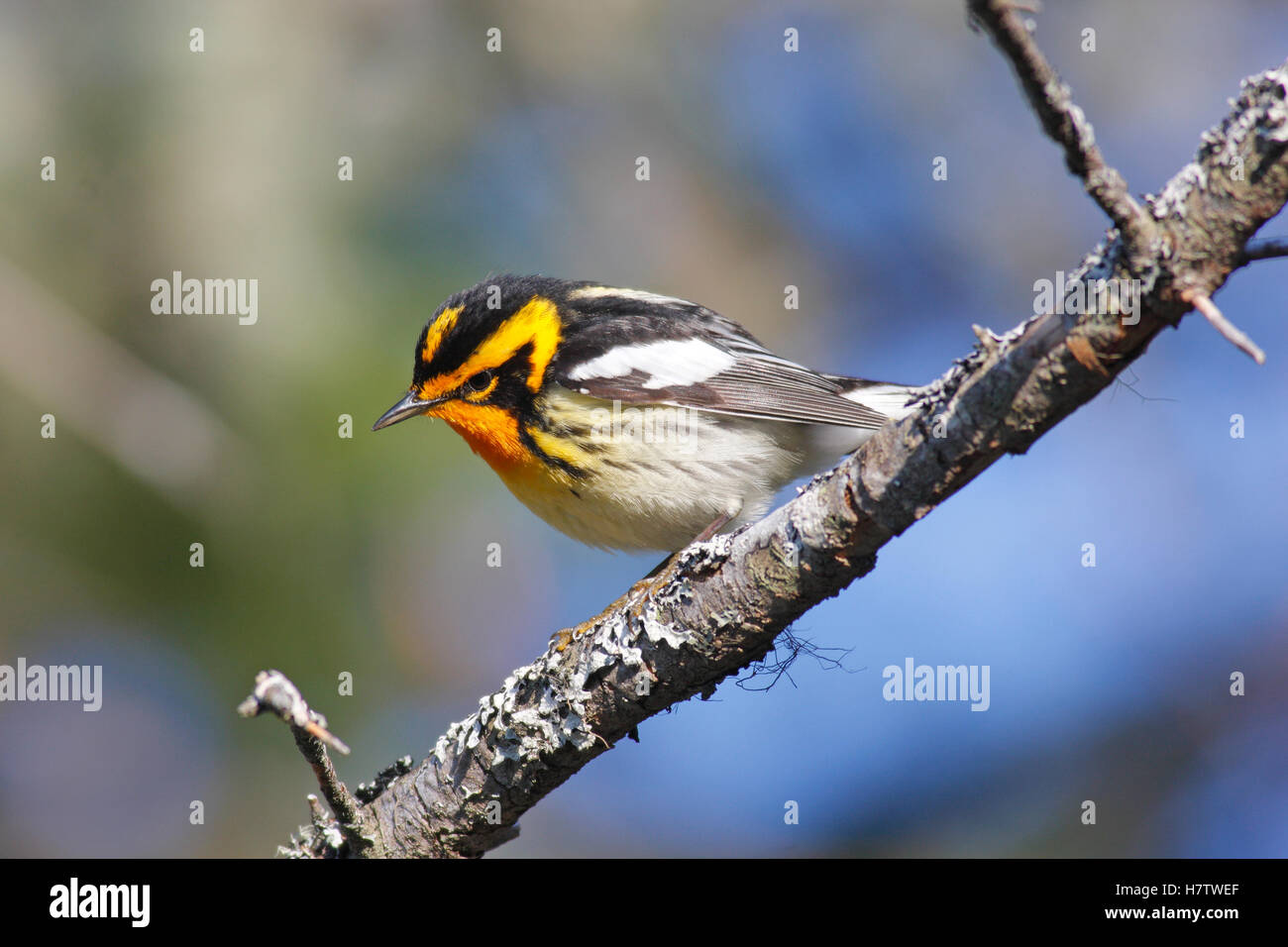 Blackburnian Warbler (Setophaga fusca) male in spring, Nova Scotia ...