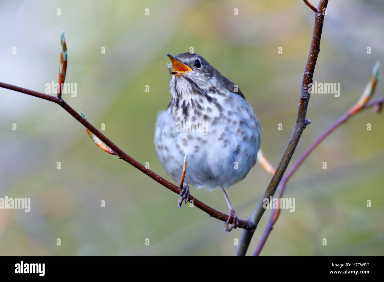 Hermit Thrush (Catharus guttatus) singing, Nova Scotia, Canada Stock ...