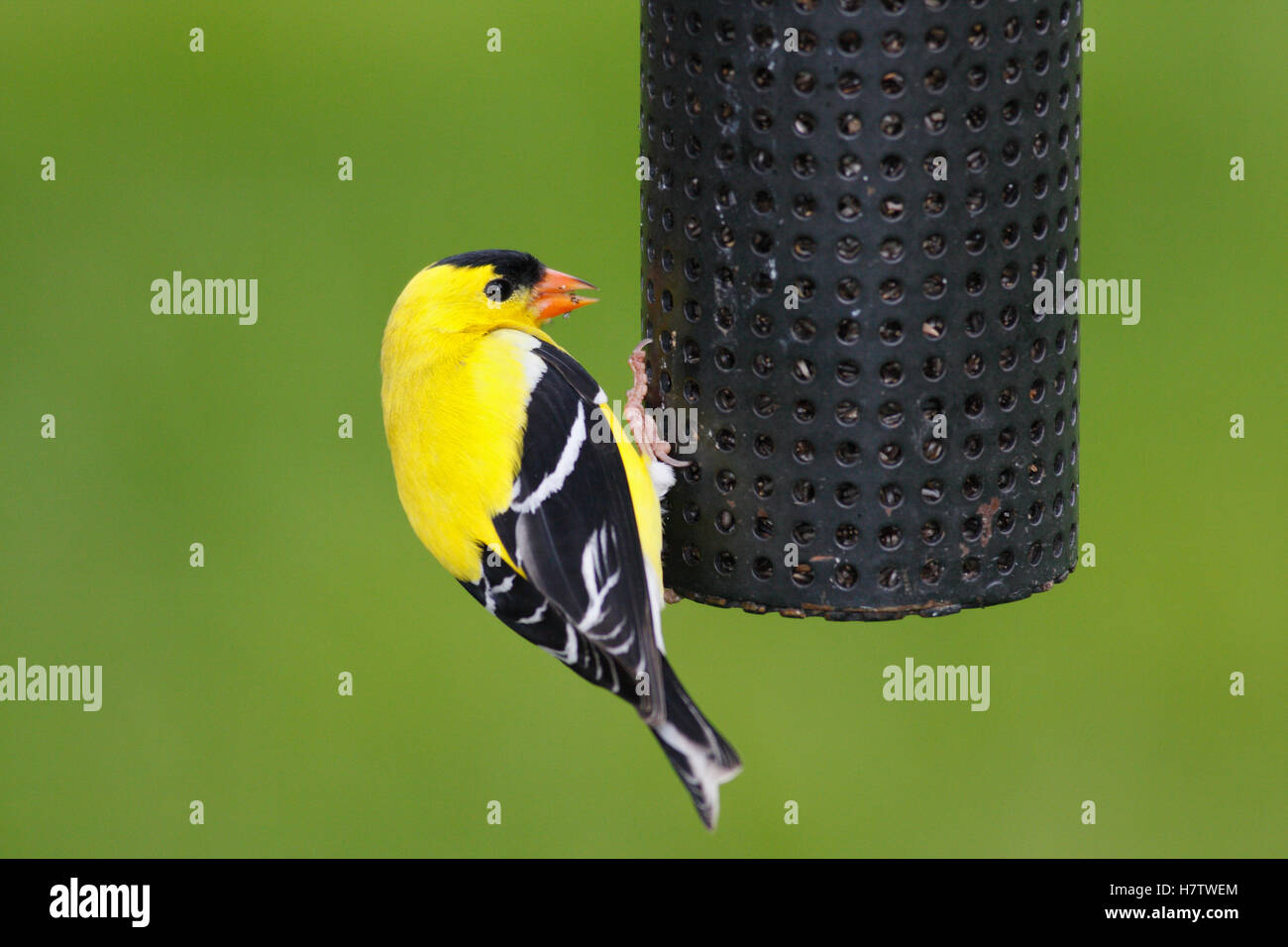 American Goldfinch (Carduelis tristis) male in breeding plumage at ...
