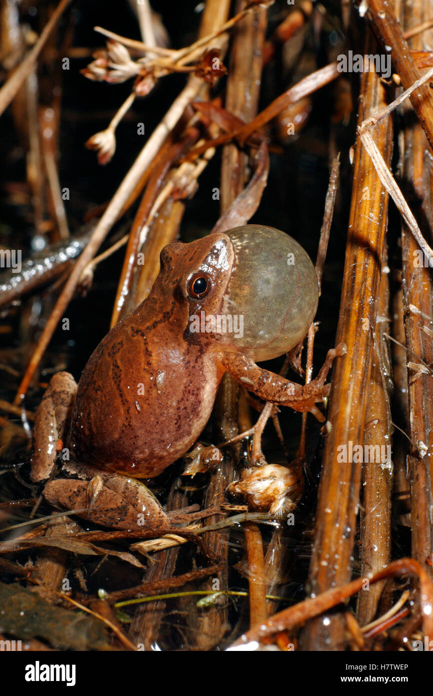 Spring Peeper (Pseudacris crucifer) frog calling, Nova Scotia, Canada ...
