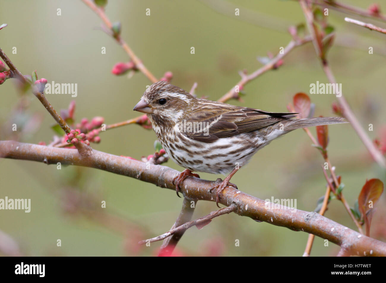Purple Finch (Carpodacus purpureus) female, Nova Scotia, Canada Stock ...
