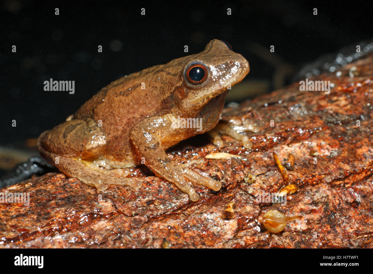 Spring Peeper (Pseudacris crucifer) on bark, Nova Scotia, Canada Stock ...