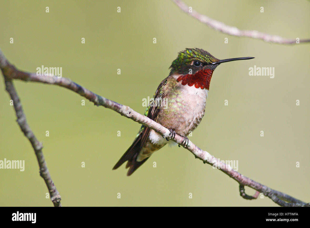 Ruby-throated Hummingbird (Archilochus colubris) male in breeding ...