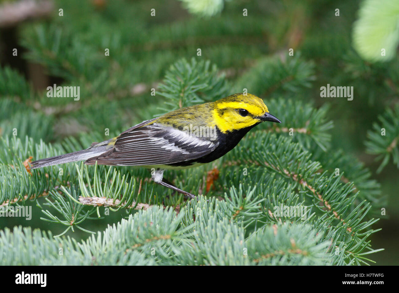 Black-throated Green Warbler (Denrdoica virens) male in pine tree, Nova ...