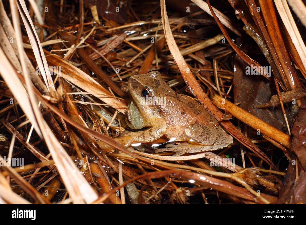 Spring Peeper (Pseudacris crucifer) frog calling, Nova Scotia, Canada ...