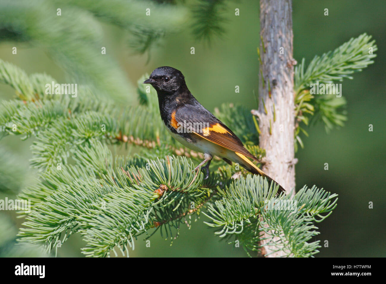 American Redstart (Setophaga ruticilla) male in breeding plumage, Nova ...