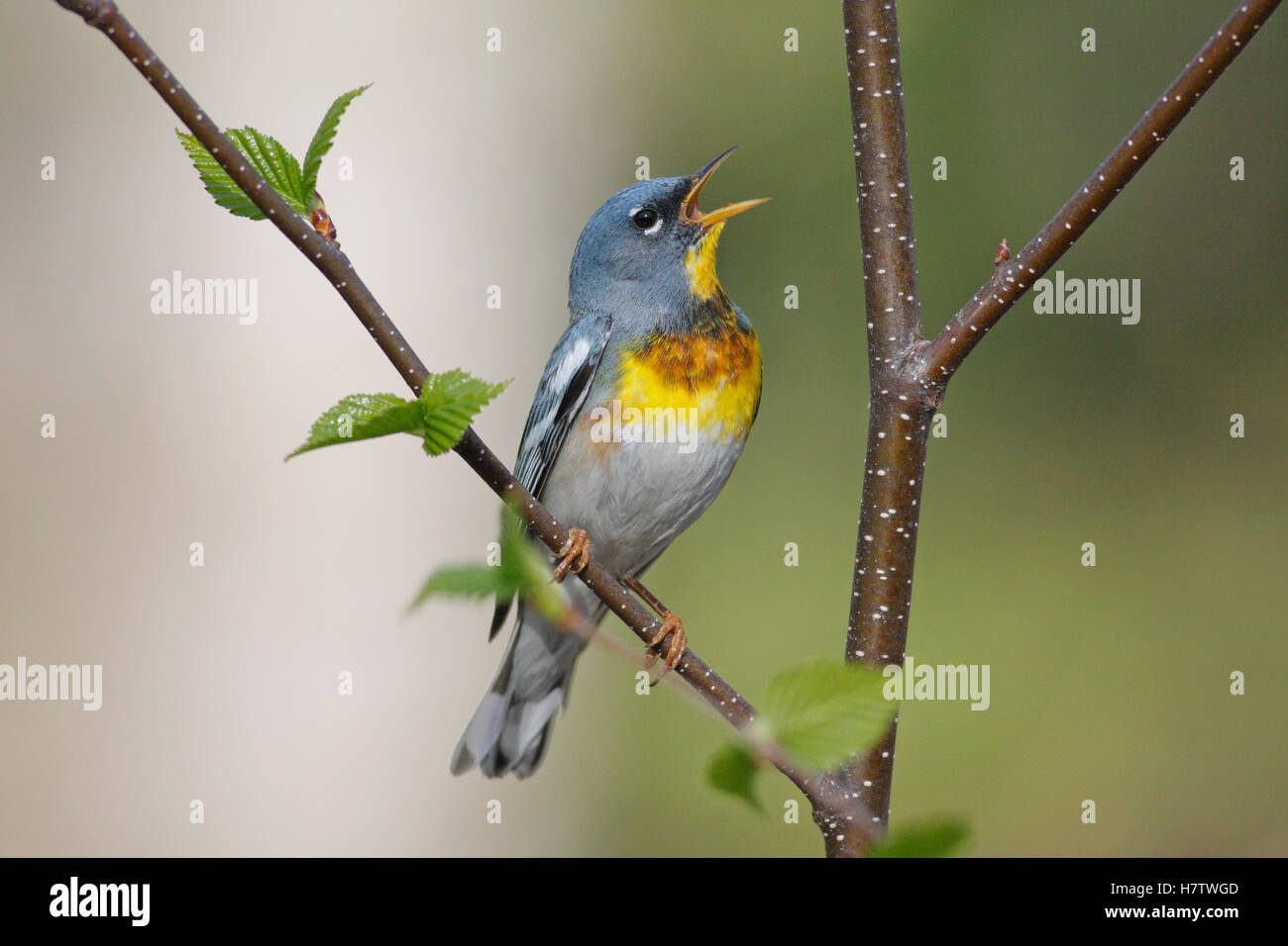 Northern Parula (Setophaga americana) male singing territorial spring ... Northern Parula (Setophaga americana) male singing territorial spring ...