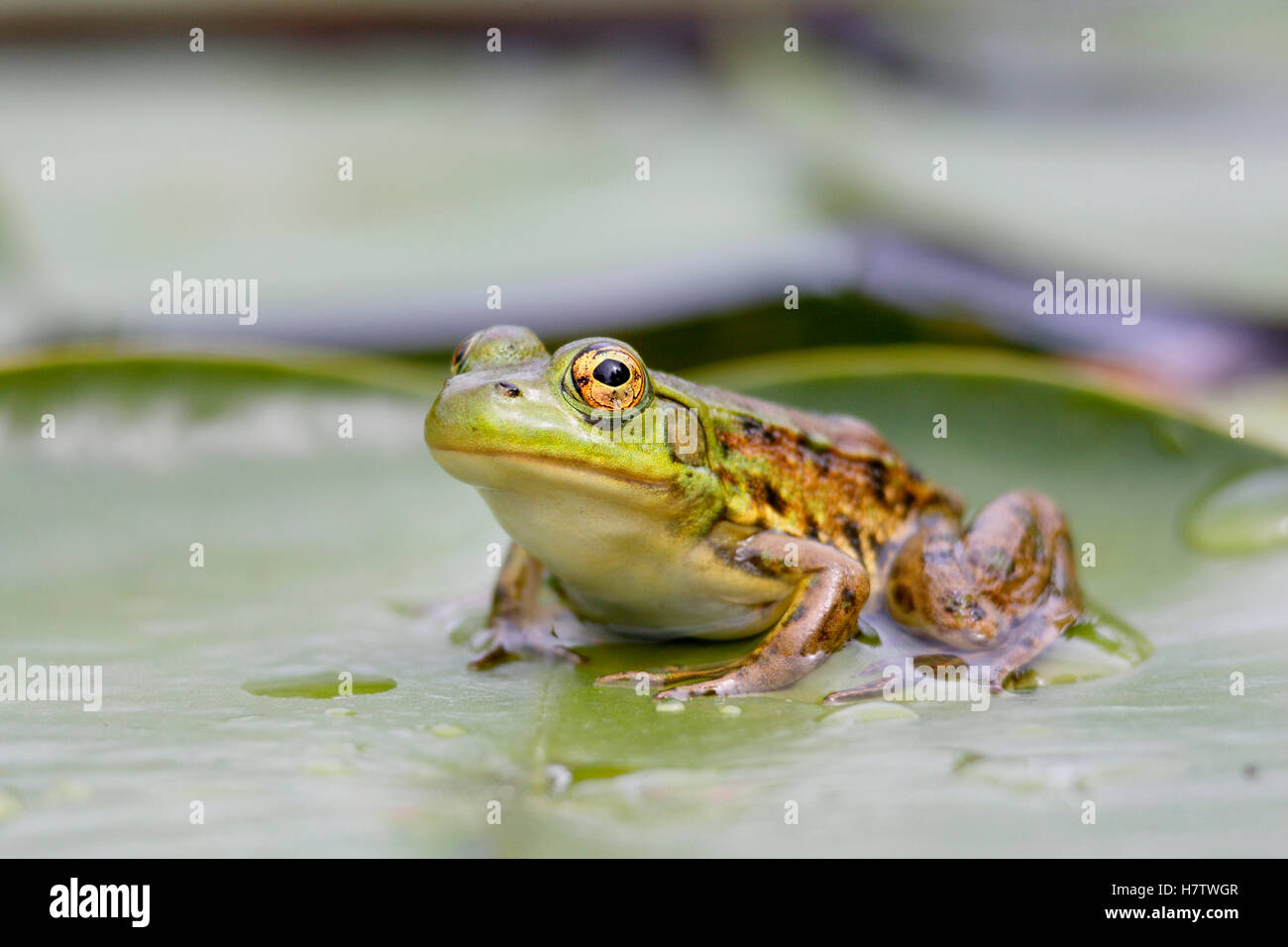 Mink Frog (Rana septentrionalis) on lily pad, West Stoney Lake, Nova ...