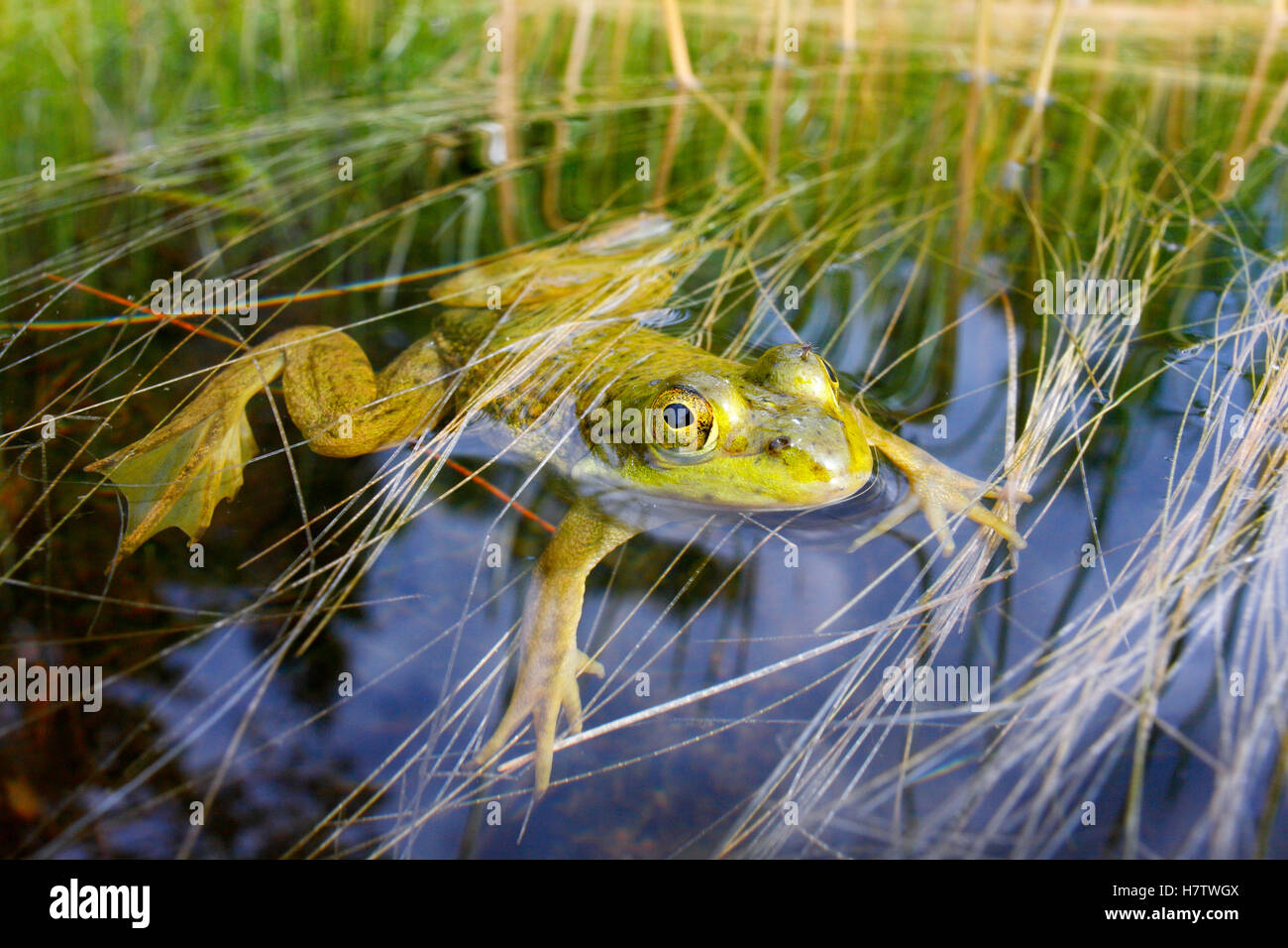 Northern Green Frog (Rana clamitans melanota) floating in water, West ...