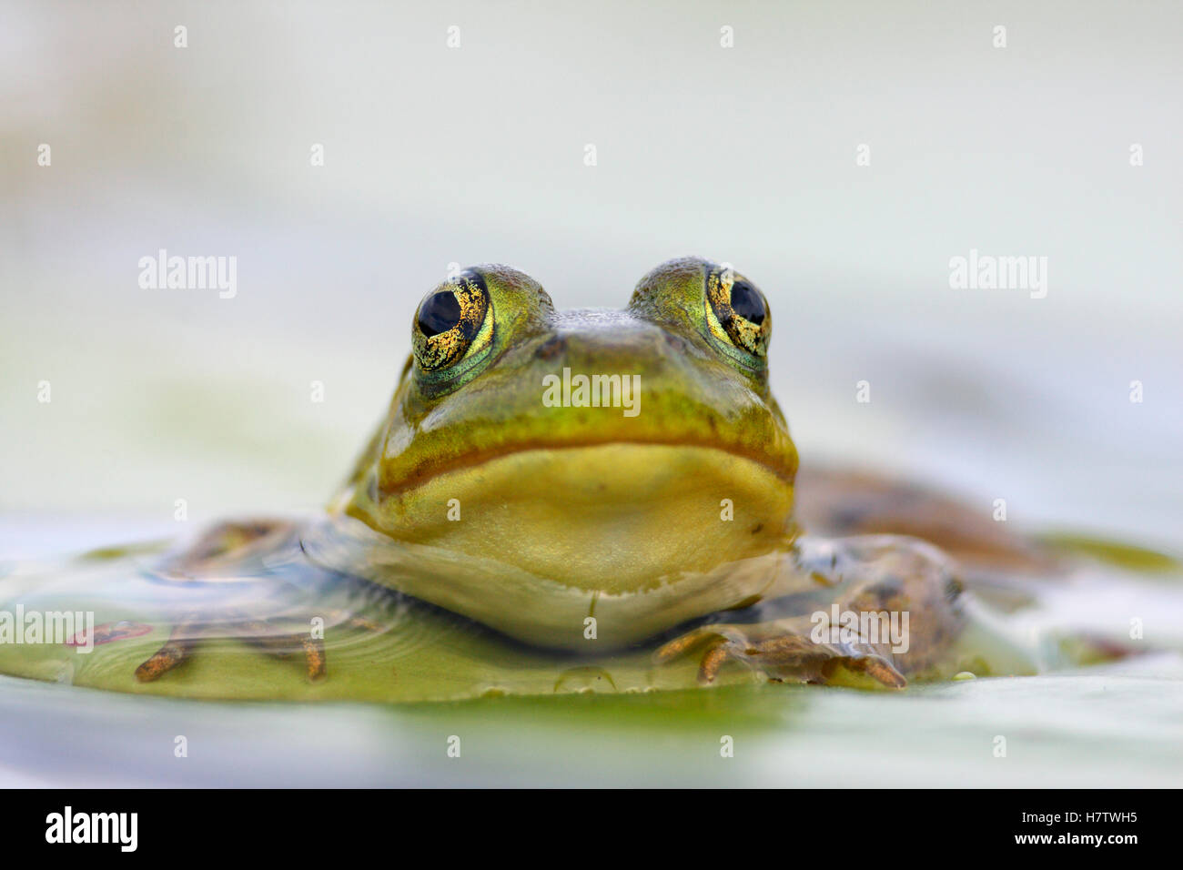 Northern Green Frog (Rana clamitans melanota), West Stoney Lake, Nova ...
