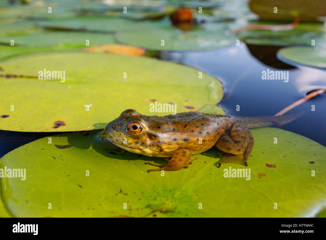 Northern Green Frog (Rana clamitans melanota) juvenile still possessing ...