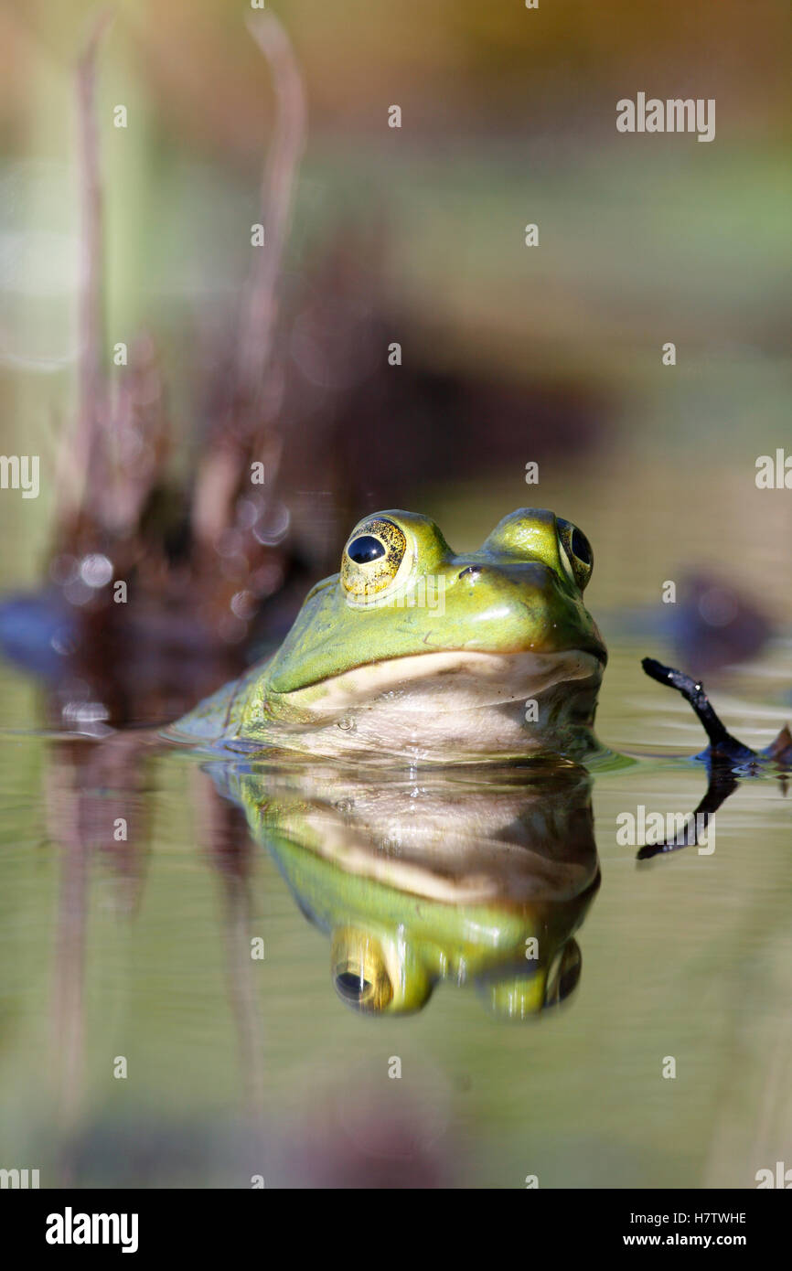 Northern Green Frog (Rana clamitans melanota), West Stoney Lake, Nova ...