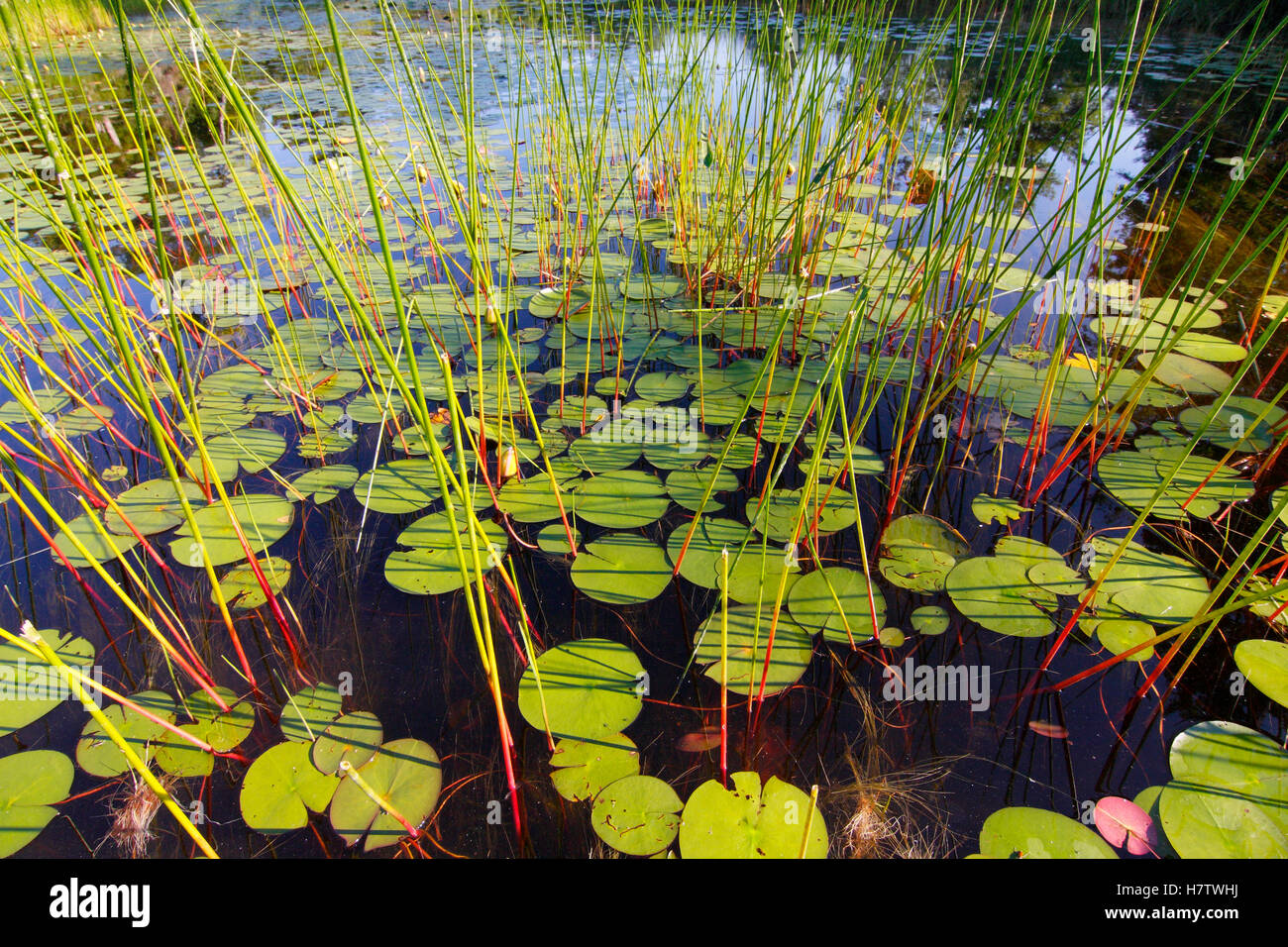 Marsh with reeds and lily pads surrounding a pond, West Stoney Lake ...