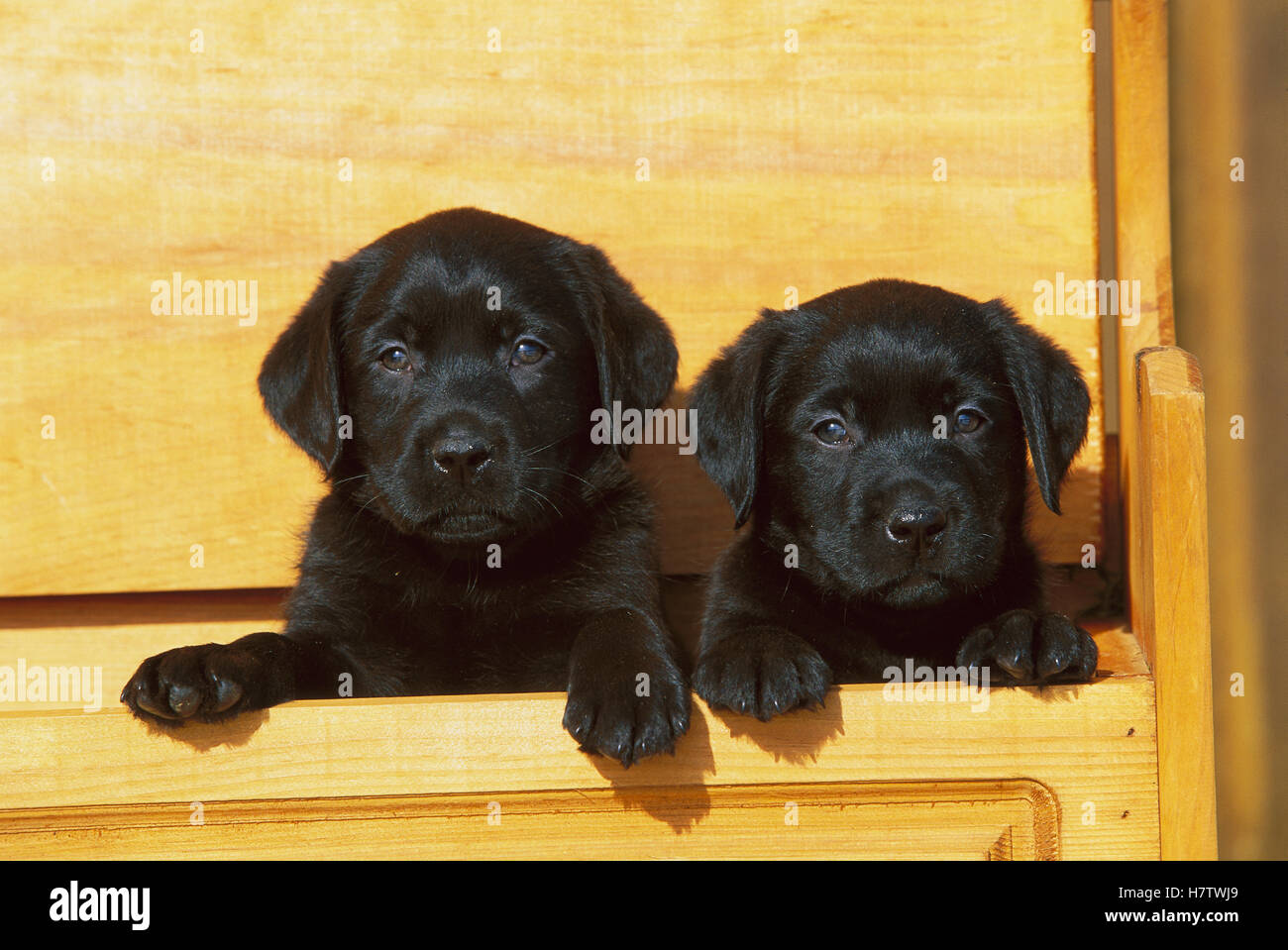 Black Labrador Retriever (Canis familiaris) two puppies peeking out of ...