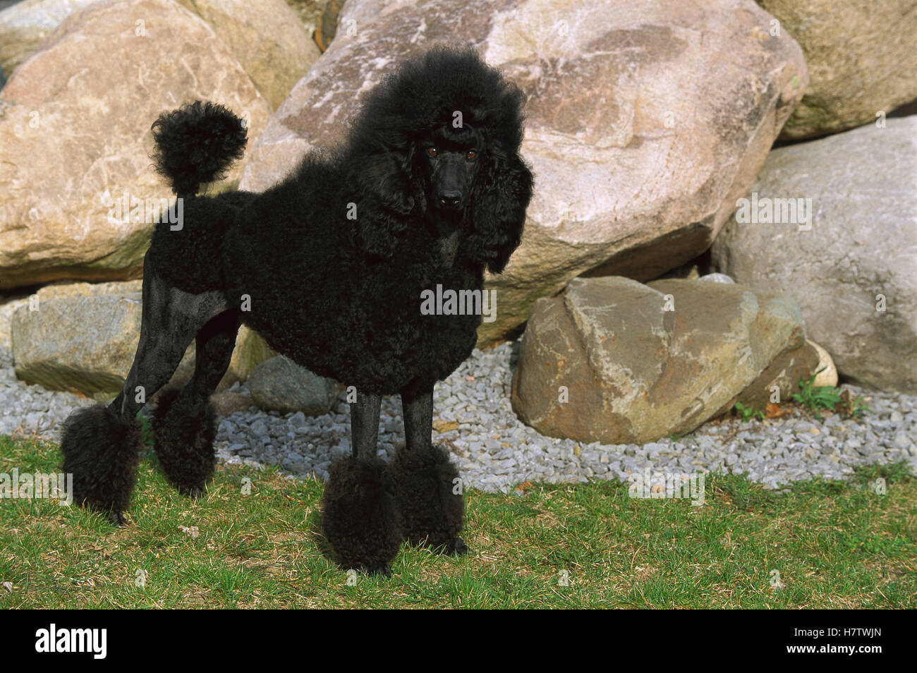 Standard Poodle (Canis familiaris) with show cut Stock Photo - Alamy