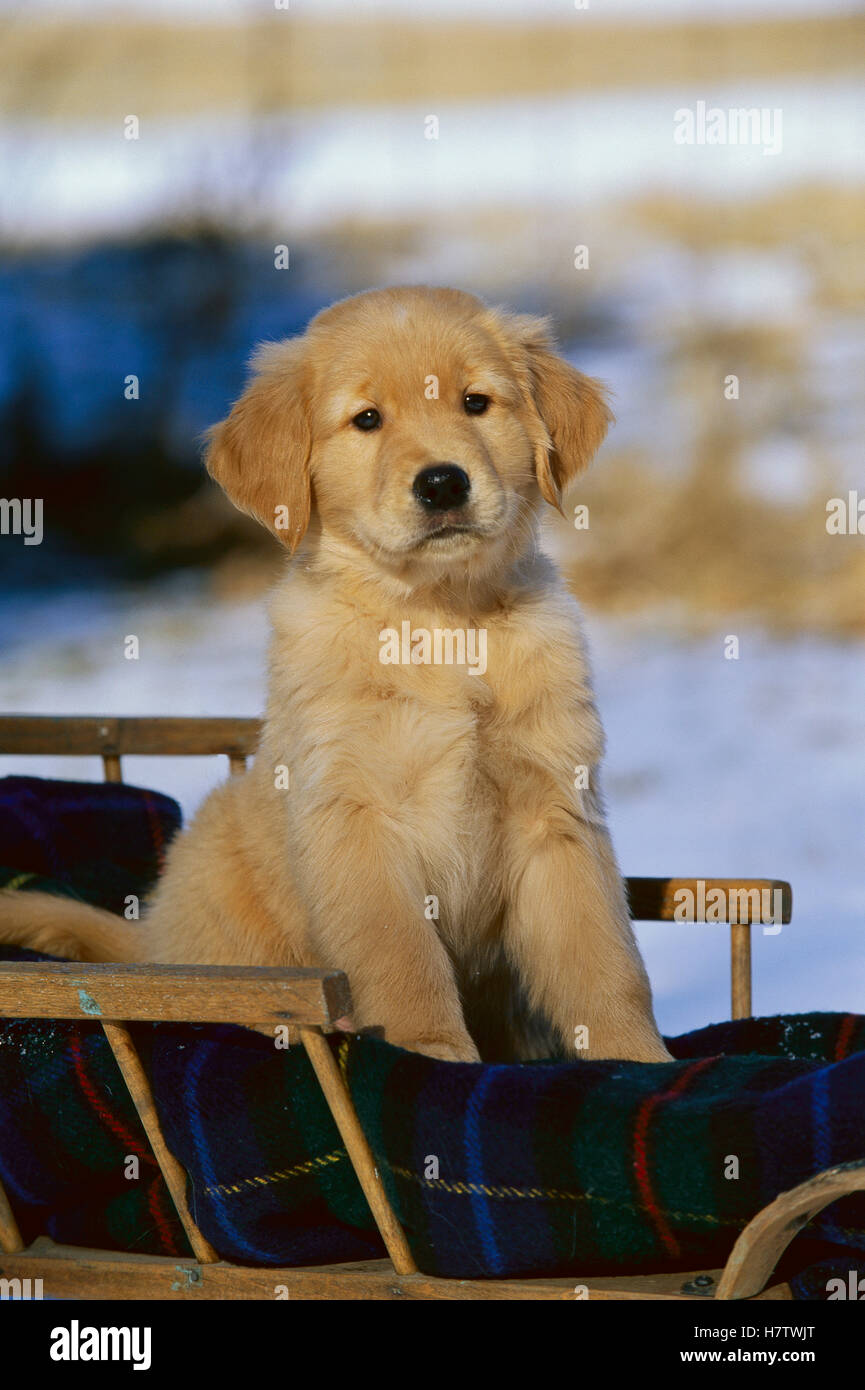 Golden Retriever (Canis familiaris) puppy sitting on sled Stock Photo ...