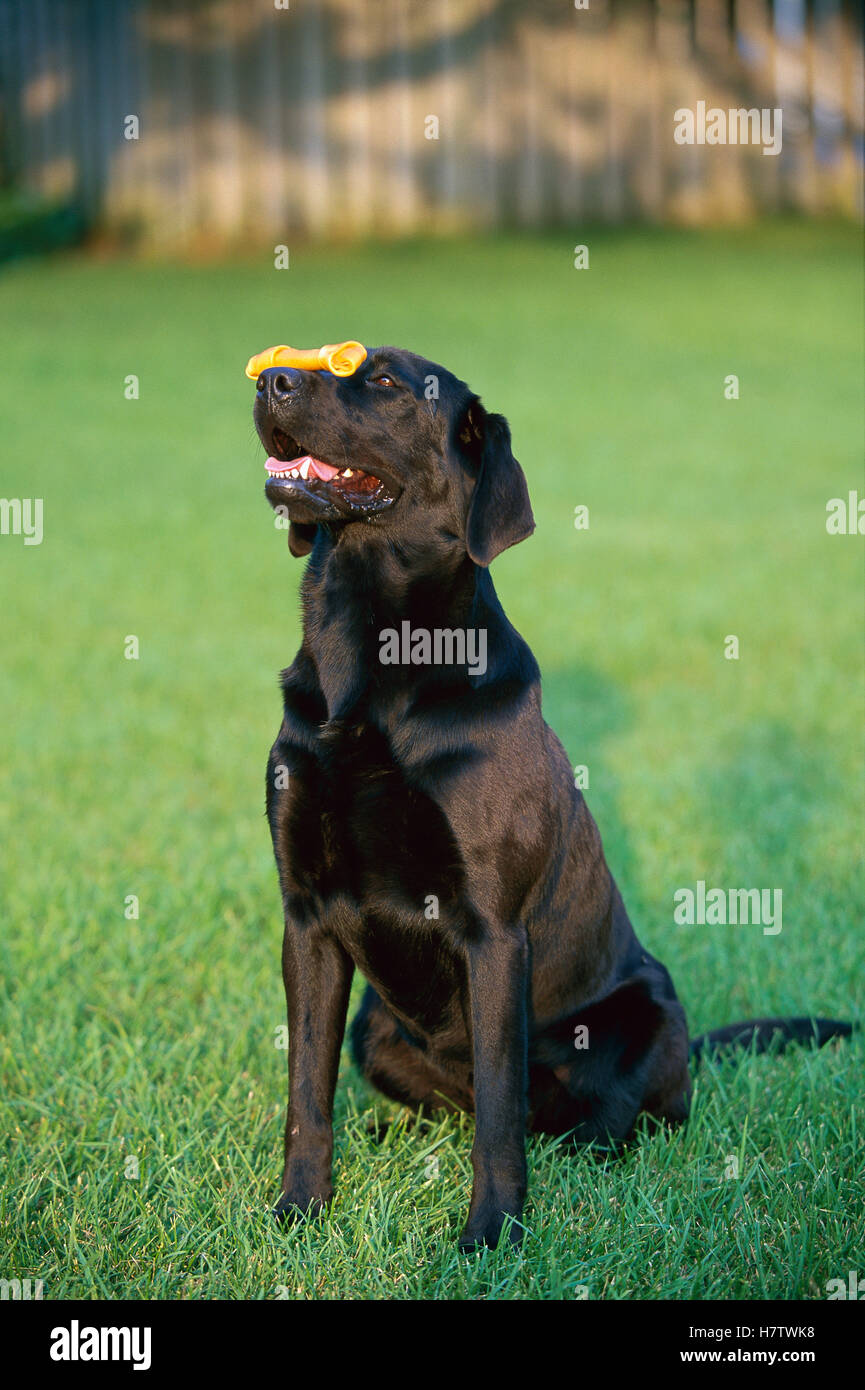 Black Labrador Retriever (Canis familiaris) balancing bone Stock Photo ...