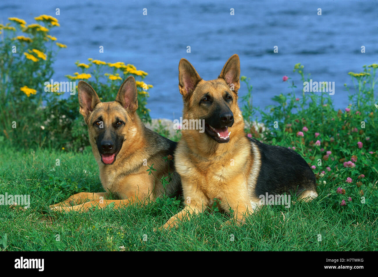 German Shepherd (Canis familiaris) reclining pair Stock Photo - Alamy
