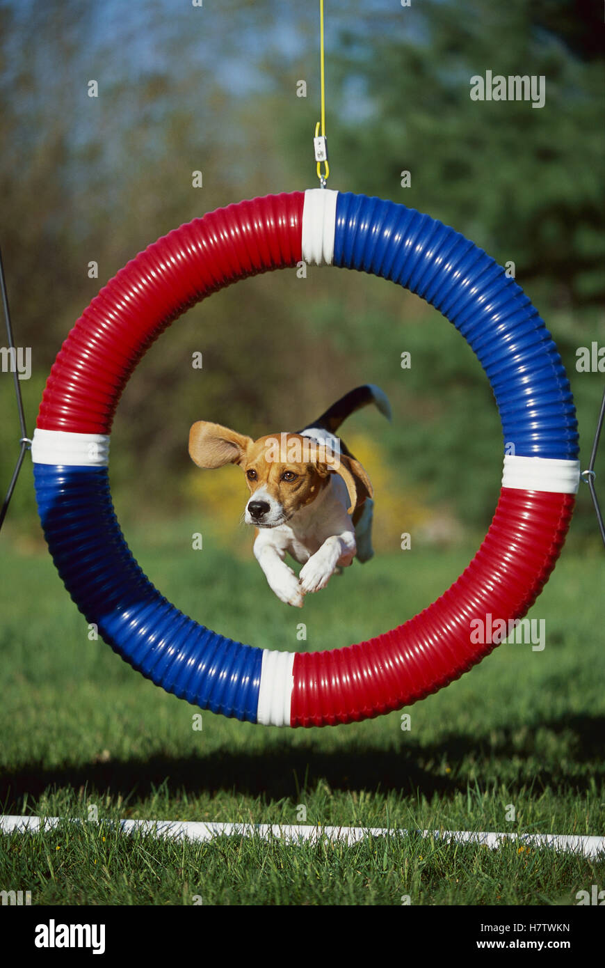 Beagle (Canis familiaris) jumping through agility hoop Stock Photo - Alamy