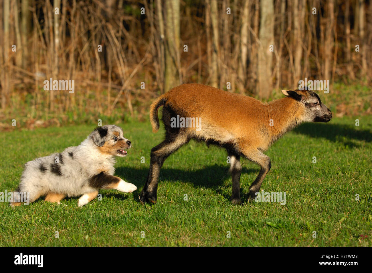 Australian Shepherd (Canis familiaris) puppy herding a goat Stock Photo ...