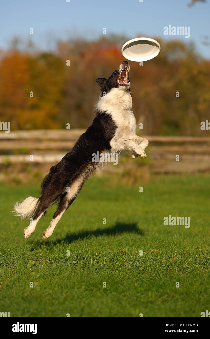 Border Collie (Canis familiaris) jumping to catch a frisbee Stock Photo ...