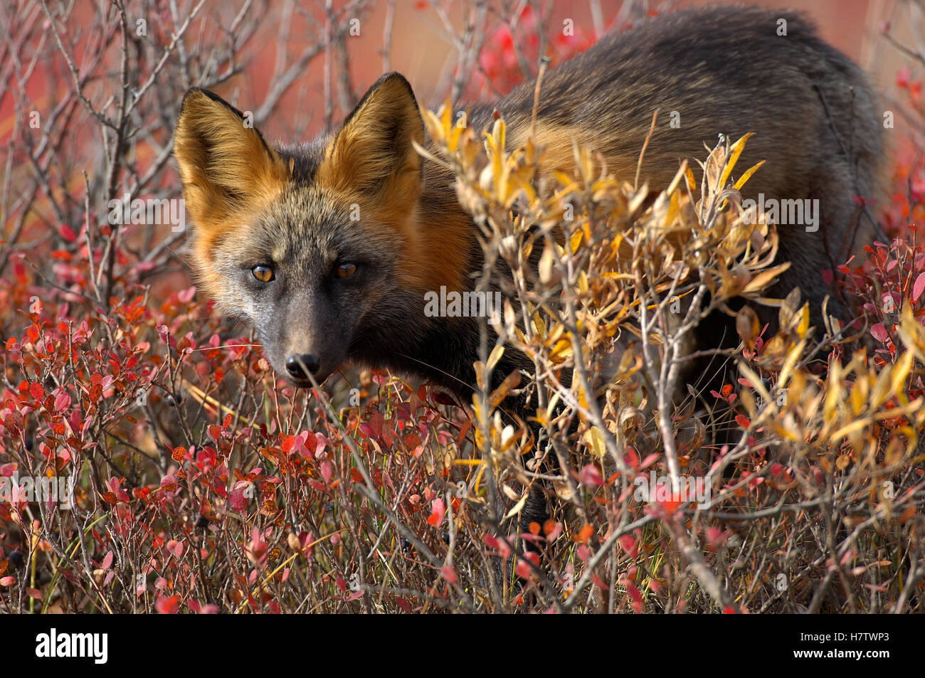 Red Fox (Vulpes vulpes), silver morph, Canada Stock Photo - Alamy