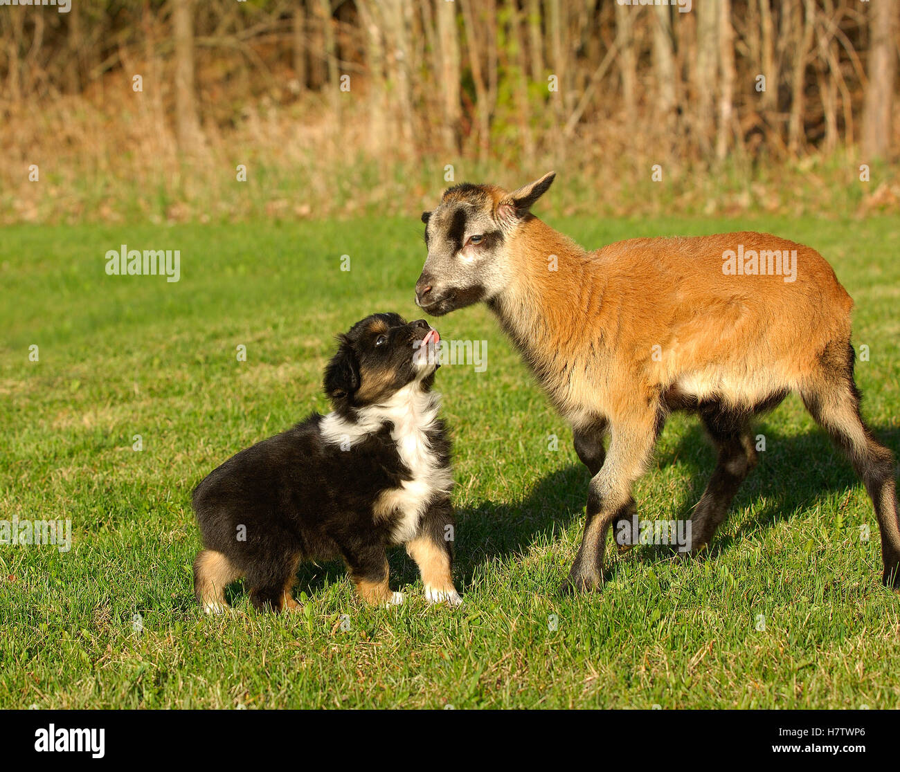 Australian Shepherd (Canis familiaris) puppy with goat Stock Photo - Alamy