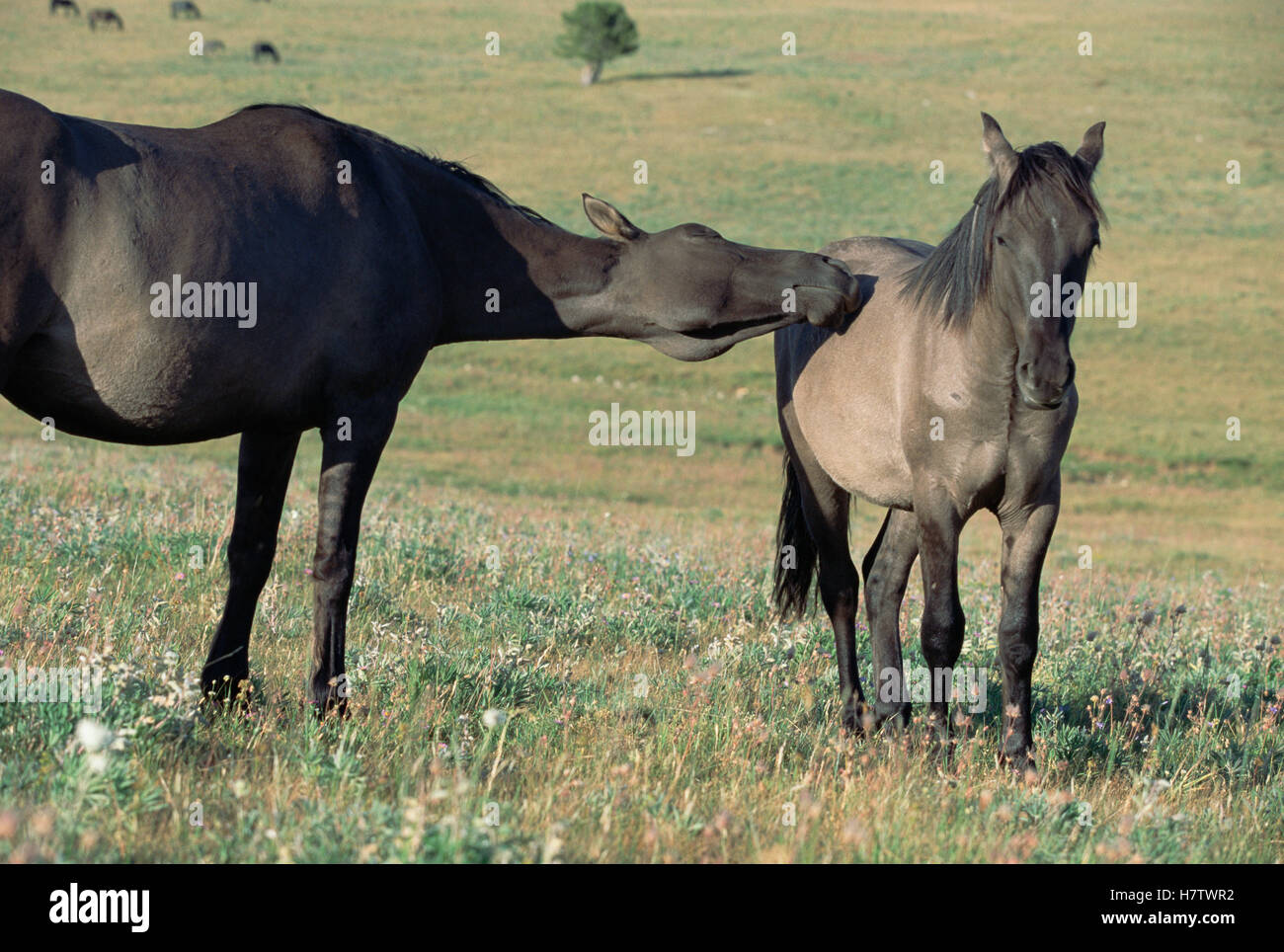 Mustang (Equus caballus) mare reaches out to her yearling stud colt ...