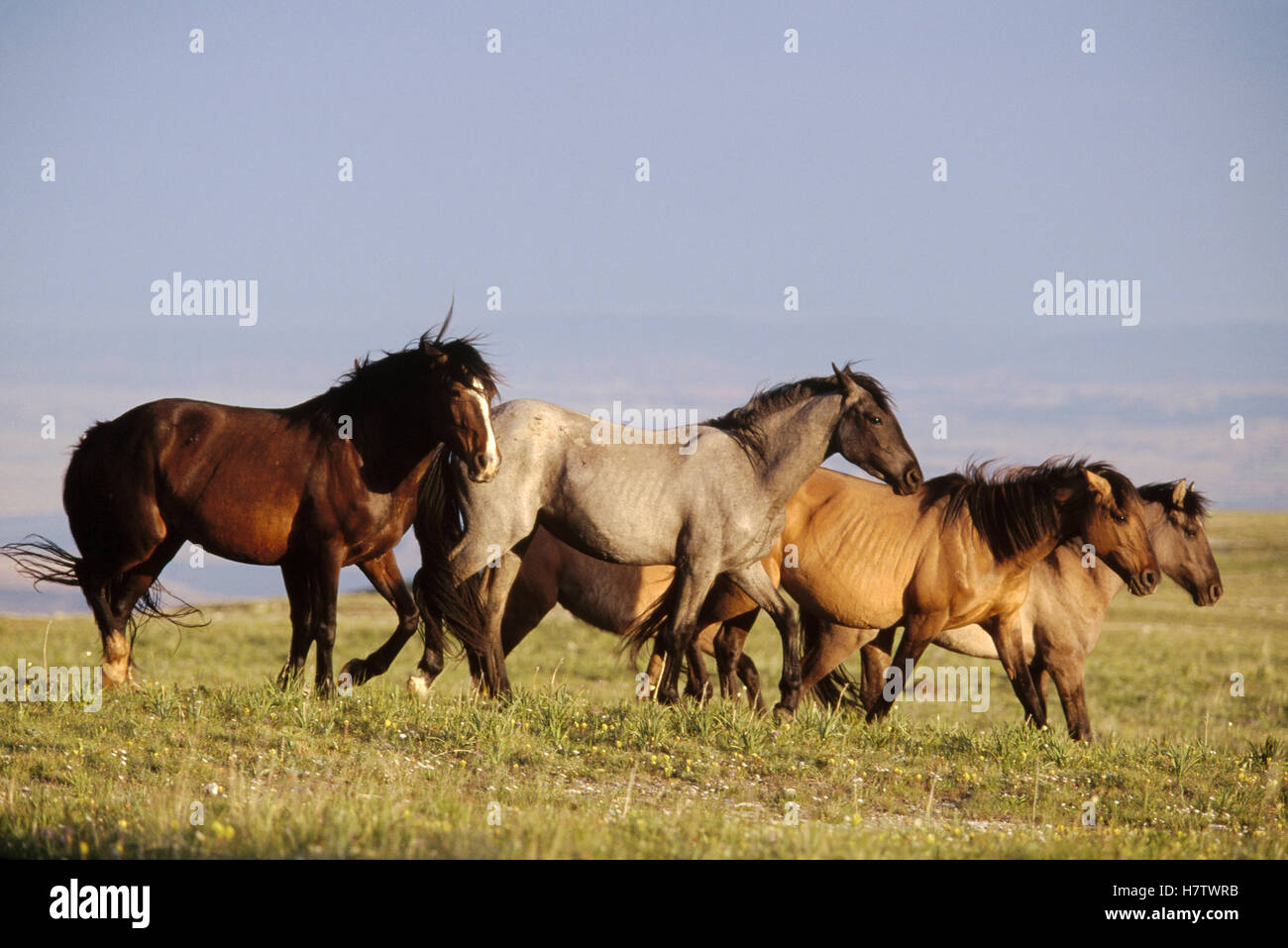 Mustang (Equus caballus) family band forms solid unit during summer ...
