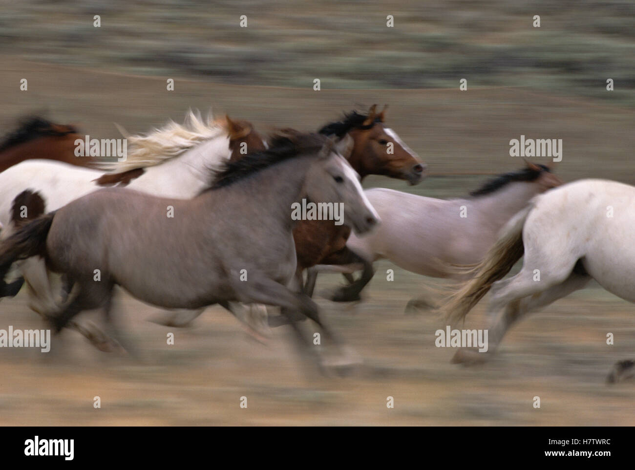 Mustang (Equus caballus) horses running, Red Desert, Wyoming Stock ...