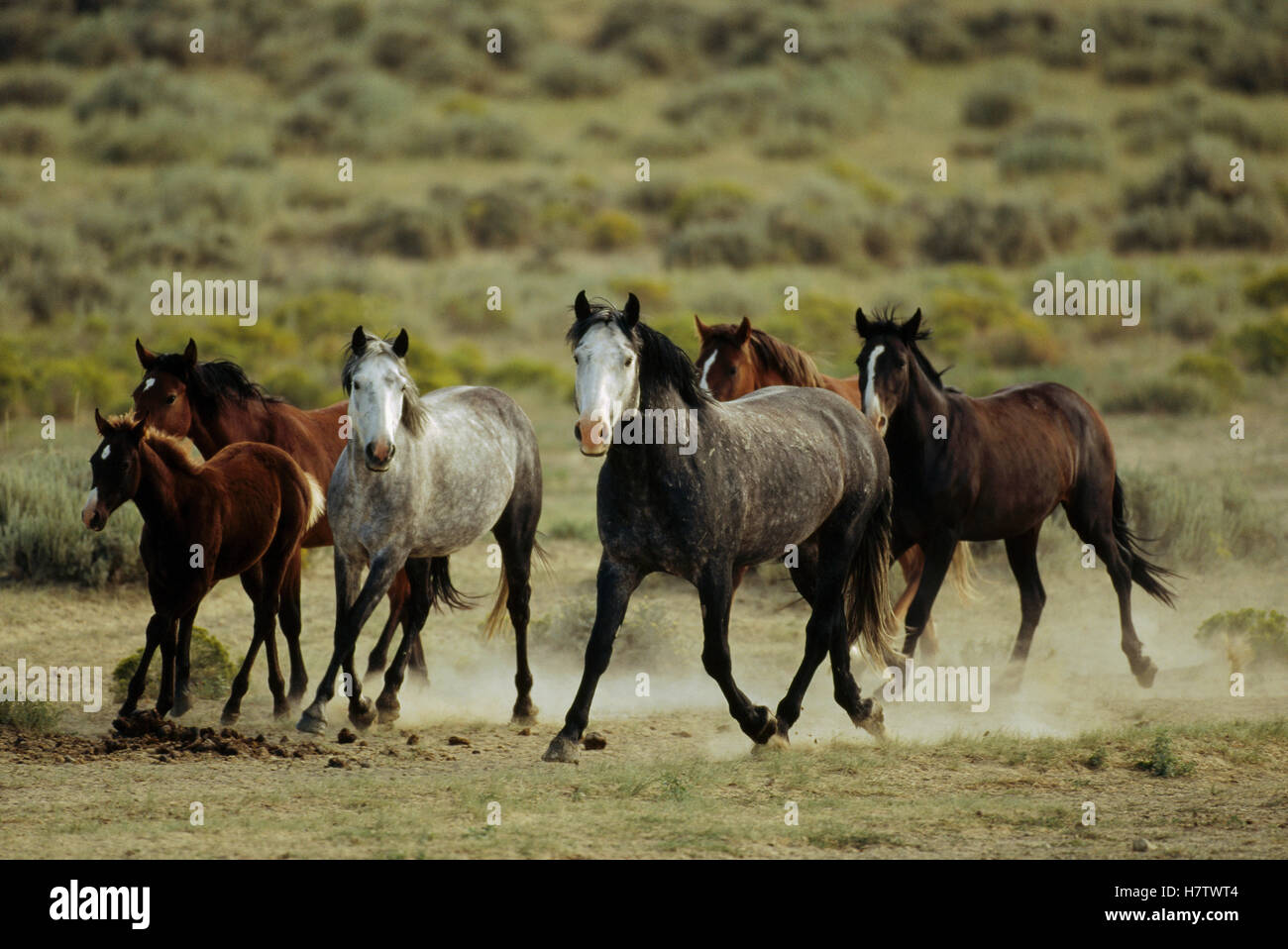 Mustang (Equus caballus) family band trotting together on summer range ...
