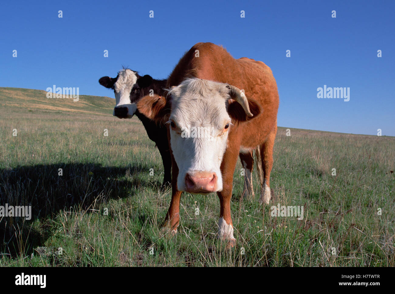 Domestic Cattle (Bos taurus), Longhorn and Hereford cross-breed pair ...