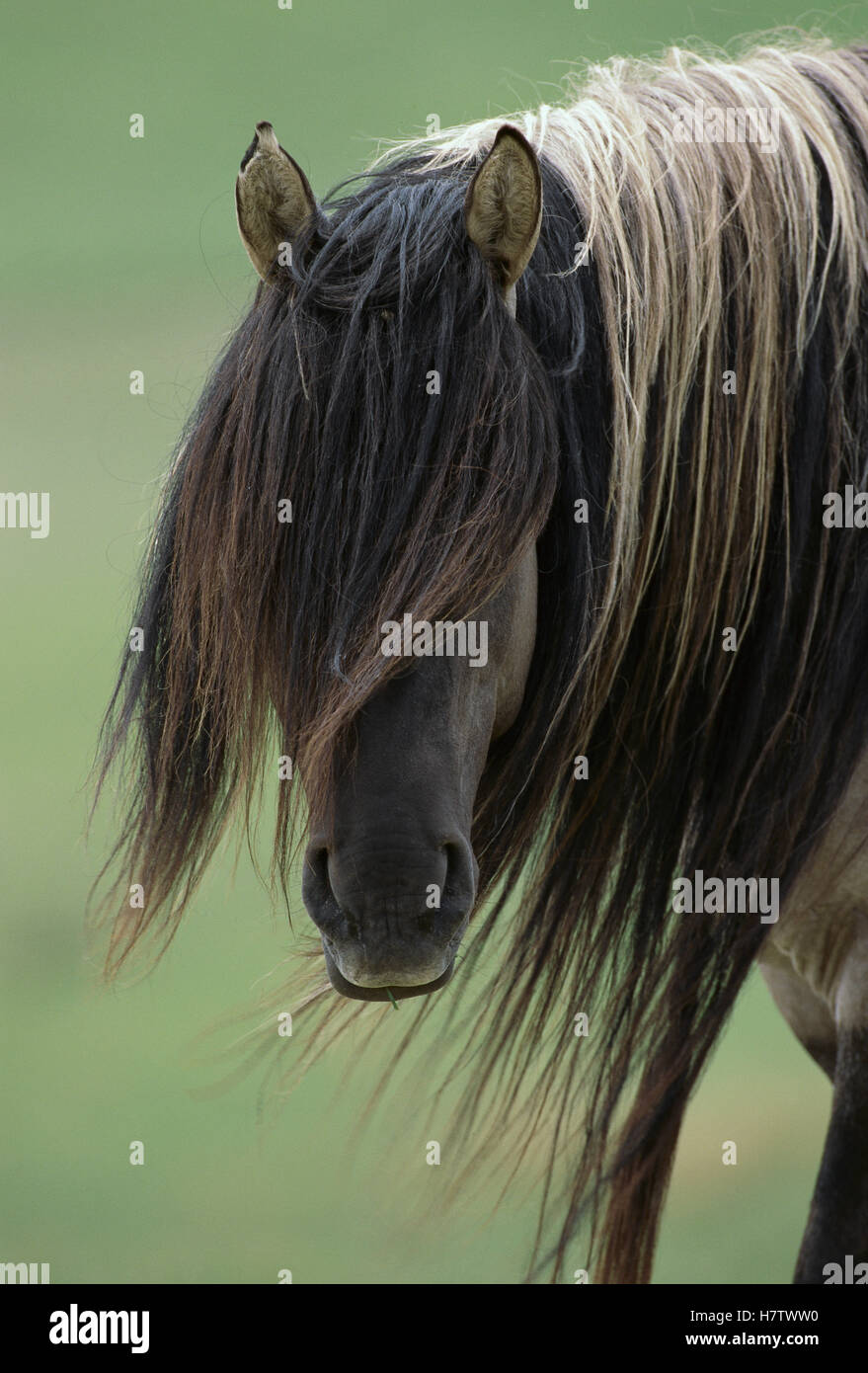 Mustang (Equus caballus) stallion with long mane, Oshoto, northern ...